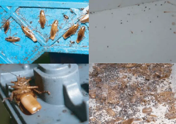 How to spot and stop a cockroach infestation at home - Home & Decor ...