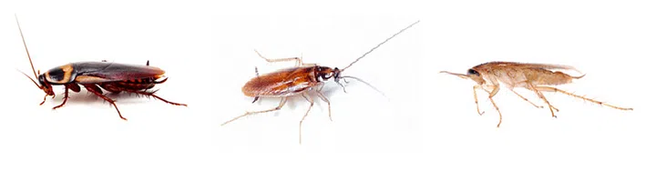How to spot and stop a cockroach infestation at home - Home & Decor ...