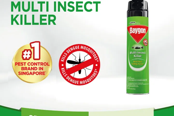 How to to get rid of plaster bagworms in your home | Home & Decor Singapore