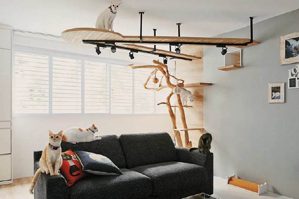 Living with cats: Top 3 concerns and how to keep your cats happy at ...