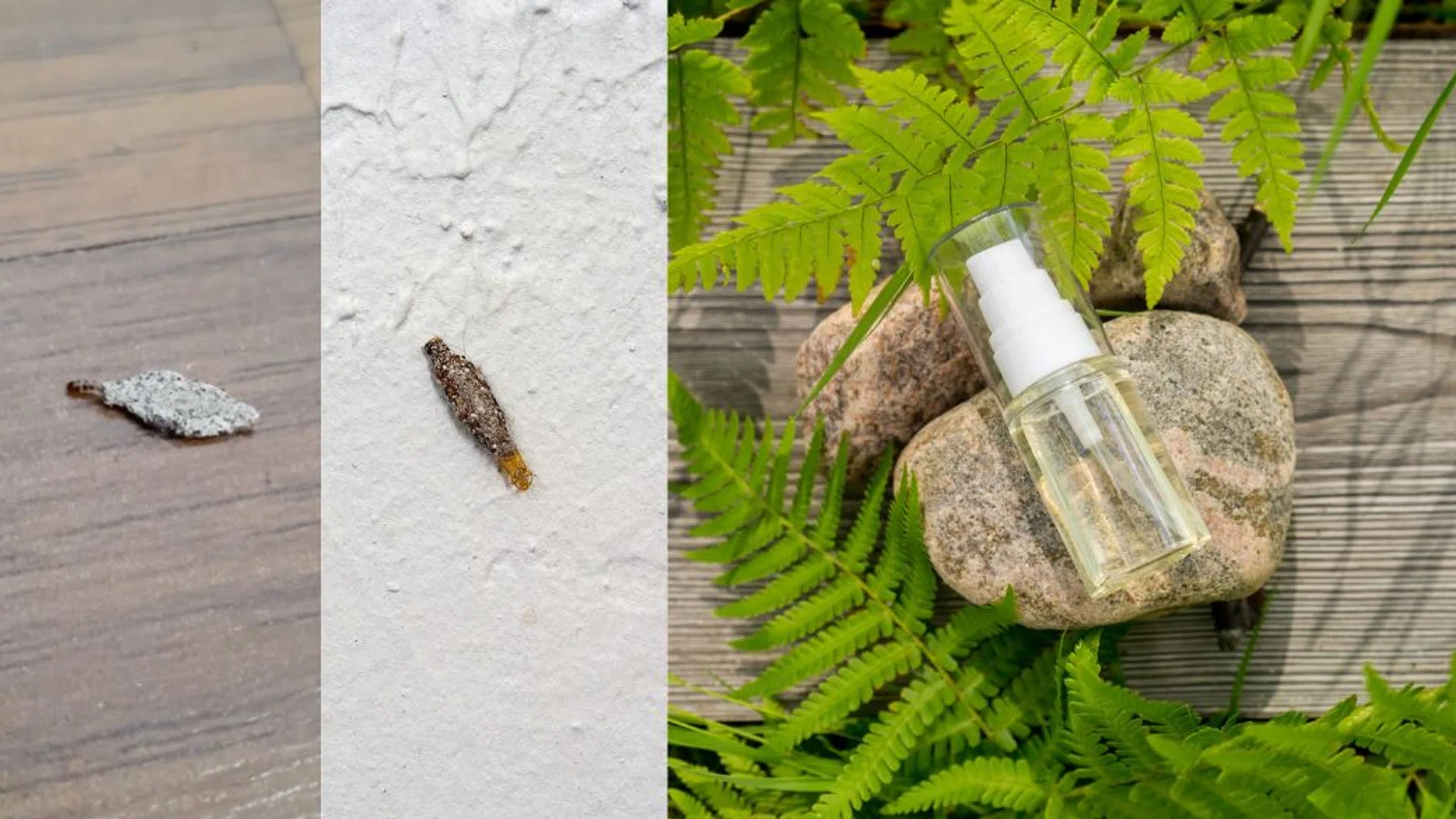 How to to get rid of plaster bagworms in your home | Home & Decor Singapore