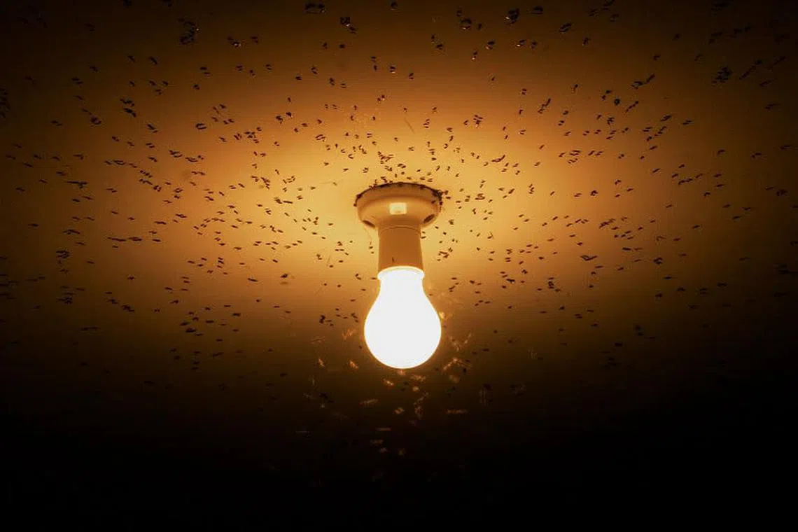 Get rid of flying insects attracted to lights in your home! - Home ...