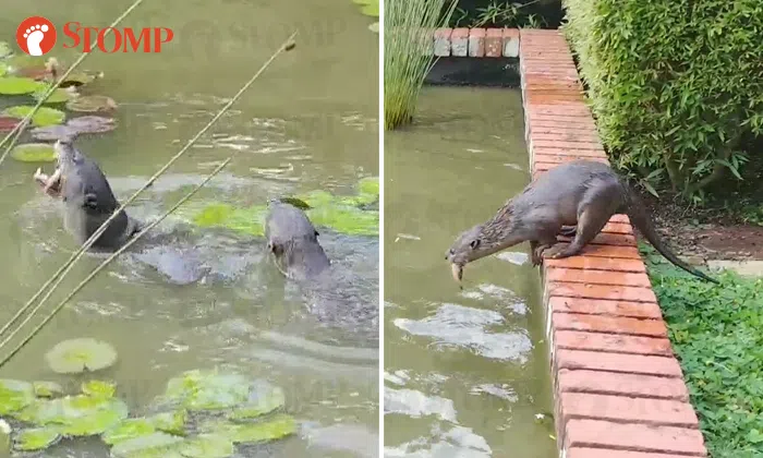 Otters have splashing good time with a feast in fish ponds at Botanic ...