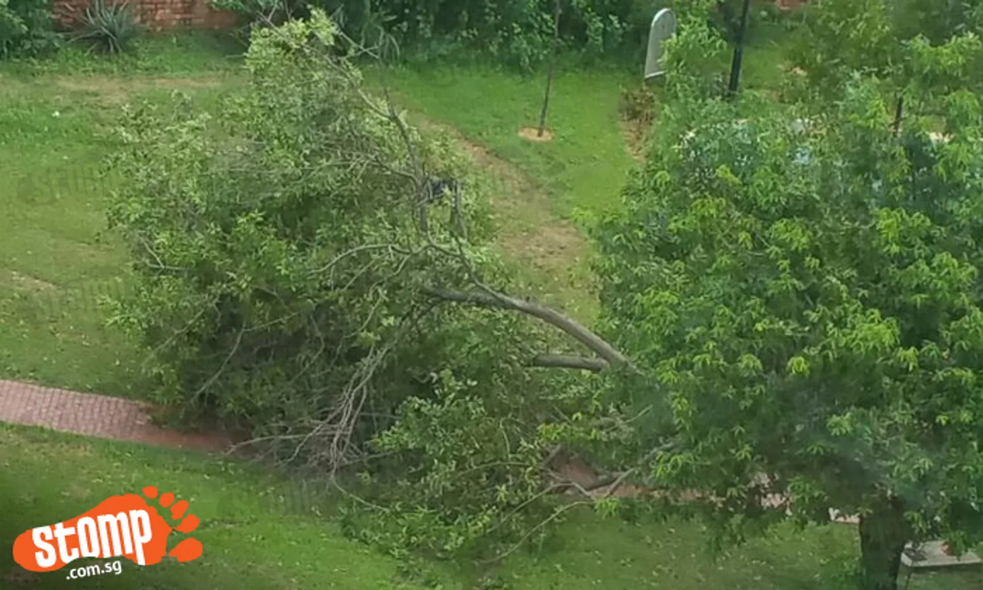 Should we be worried yet? Another tree falls, this time at Kim Keat ...