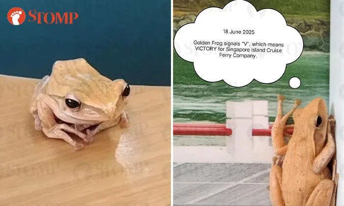 Stomper releases golden frog that gave her victory sign at Marina South ...