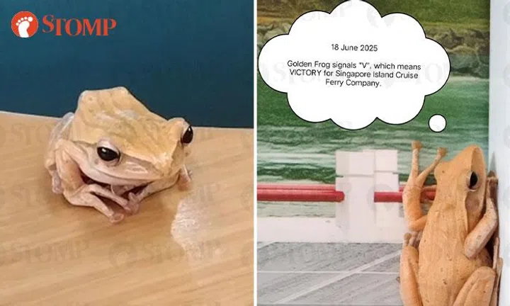 Stomper releases golden frog that gave her victory sign at Marina South ...