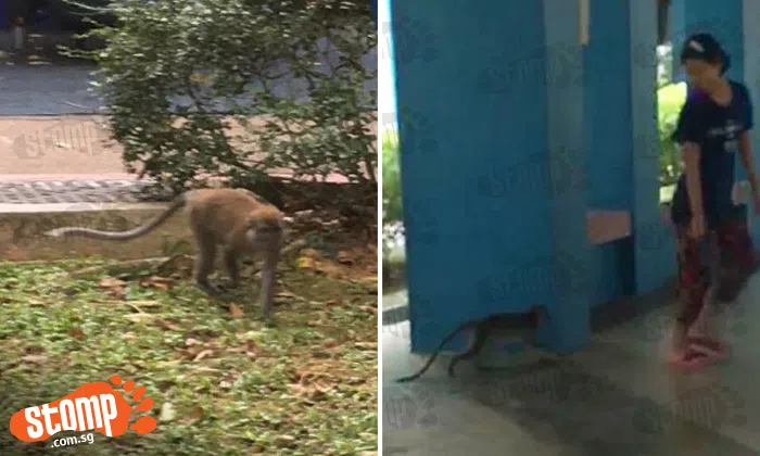 Hungry monkey chases after woman at Segar Road block | STOMP