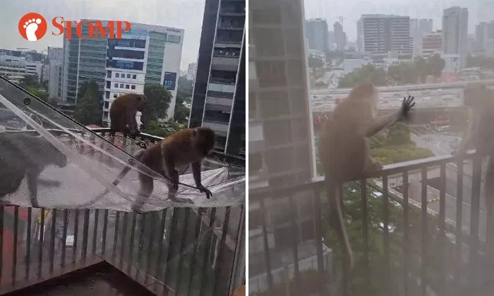 Potong Pasir condo resident astonished that monkeys can climb 15 ...
