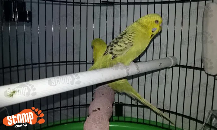 Reward offered for return of yellow parrot that flew away at Tampines ...