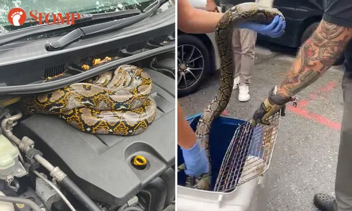 Men untangle huge snake found coiled on car engine in Ubi | STOMP