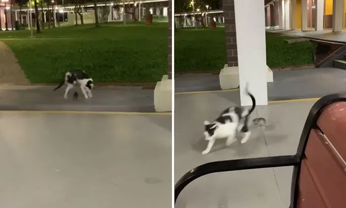 Void deck entertainment: 'Jerry' chases 'Tom' at Hougang HDB block | STOMP