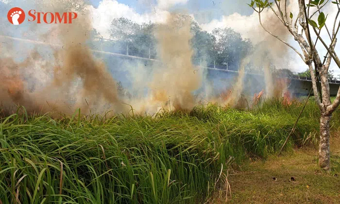 Vegetation fire spreads at Yishun before being put out by SCDF | STOMP