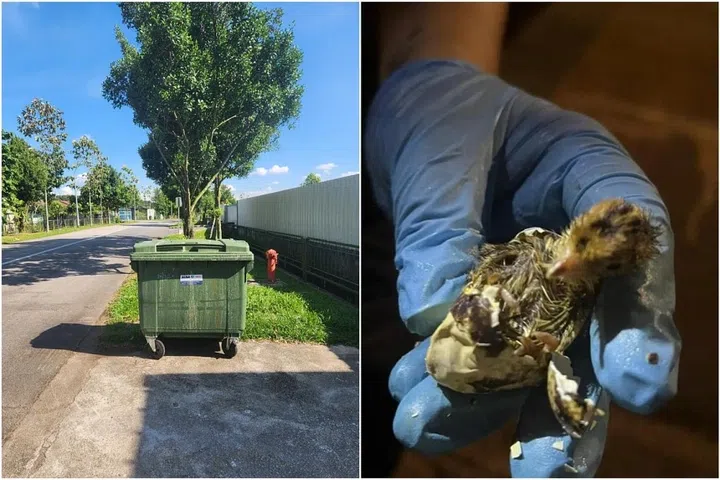Over 100 quail chicks found in rubbish bin outside quail farm, none ...