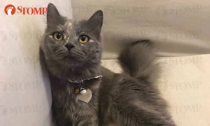 Owner offering $500 reward for safe return of lost cat named Shadie | STOMP