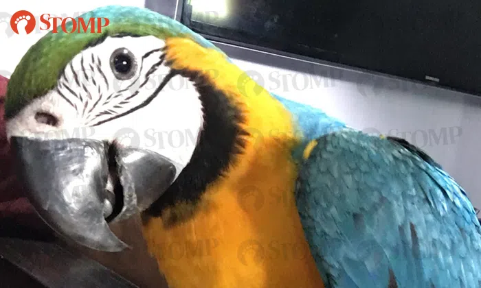 $1,000 reward offered for handsome macaw last seen at Bedok North ...
