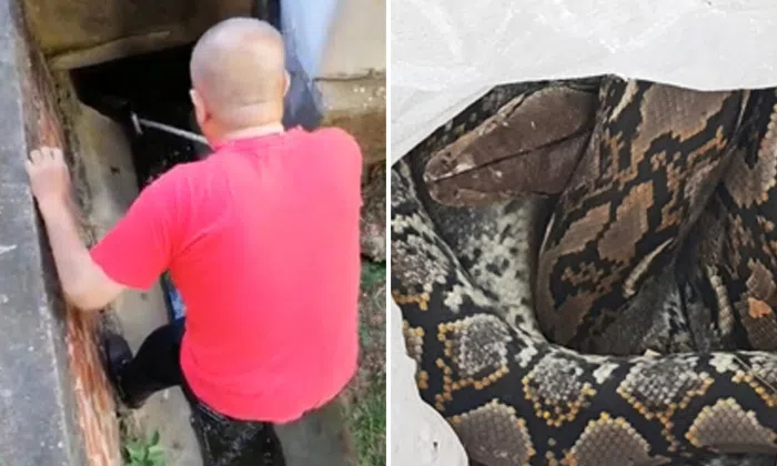 Brave 60-year-old man catches huge python single-handedly in Geylang ...