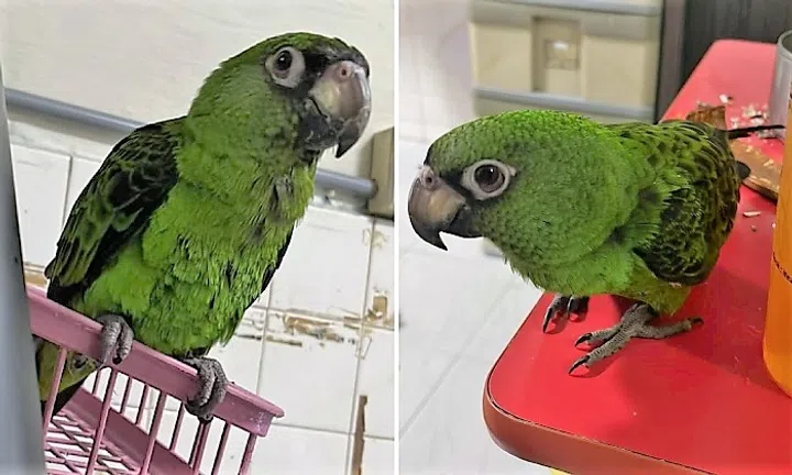 Woman offers $500 reward for missing parrot that likes to whistle, last ...