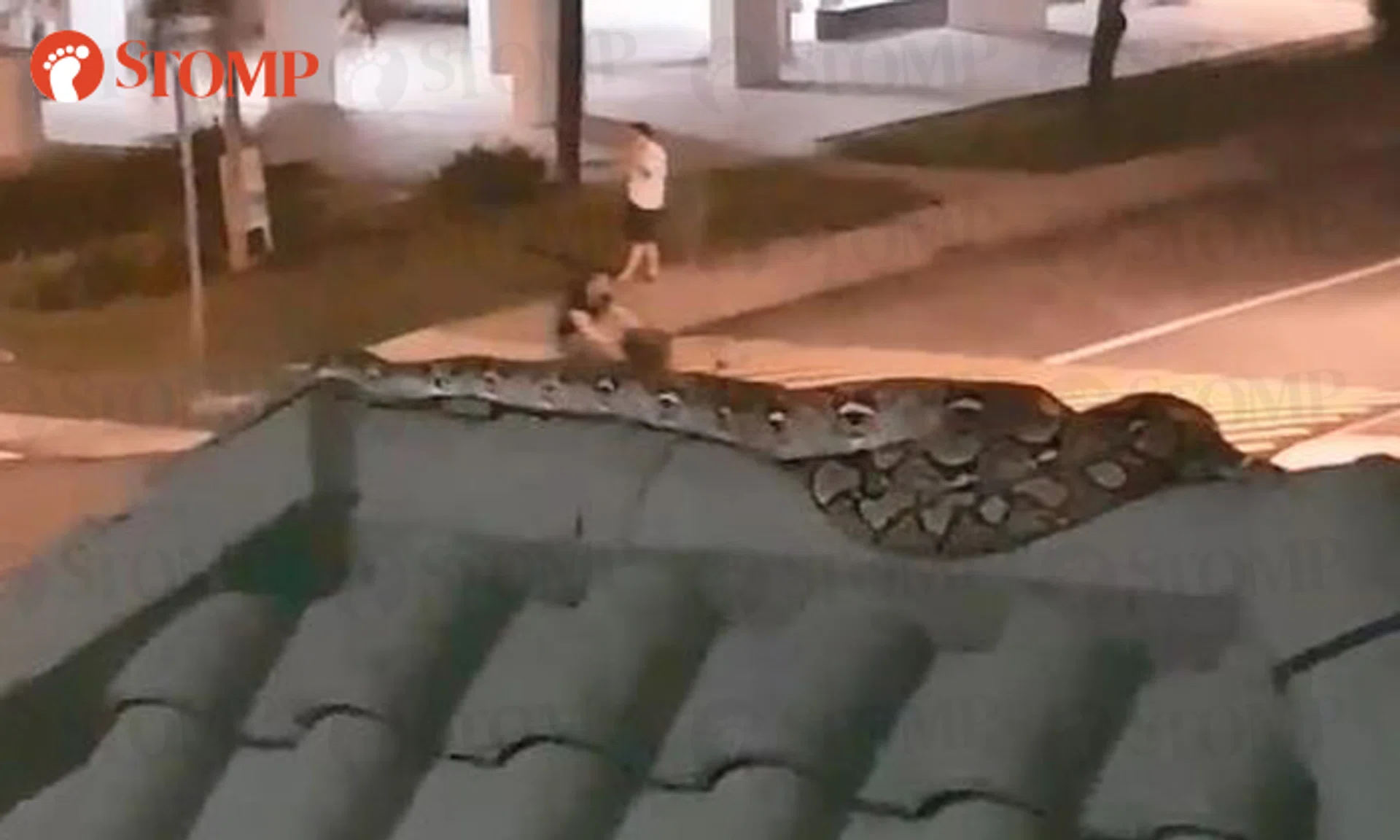 Huge python on roof near Yishun block shows the best way to spend a weekday evening | STOMP