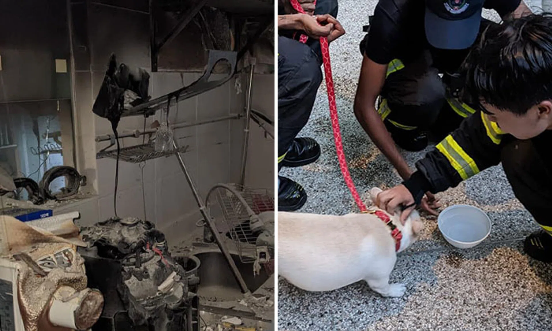 SCDF officers rescue dog in Sengkang condo fire, feed it water | STOMP