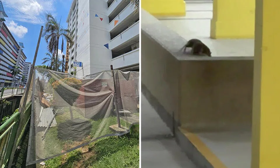 Void deck gamblers blamed for rat infestation at Aljunied Crescent ...