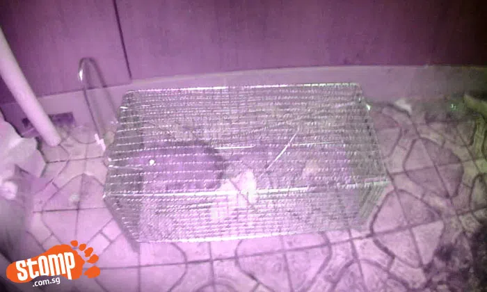Boon Lay HDB resident catches rat after it invades his dining hall and ...
