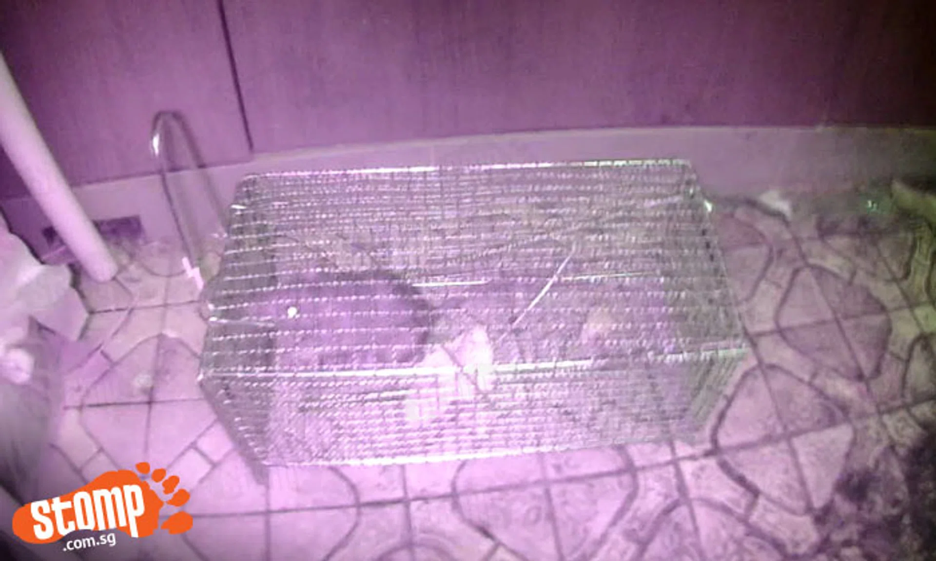 Boon Lay HDB resident catches rat after it invades his dining hall and ...