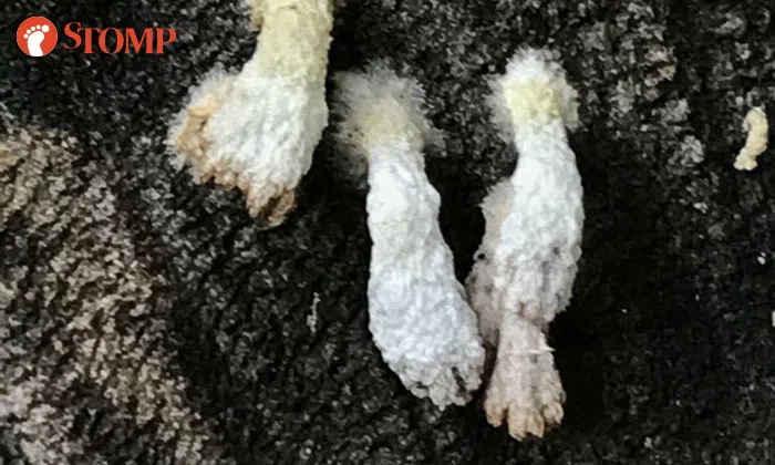 Lau Lup gets freaked out by strange-looking fungi growing on tree at ...