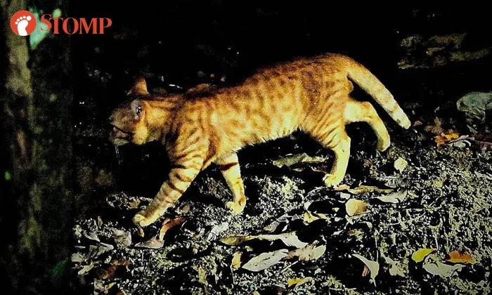 Man catches rare sight of wild cat in S'pore jungle | STOMP