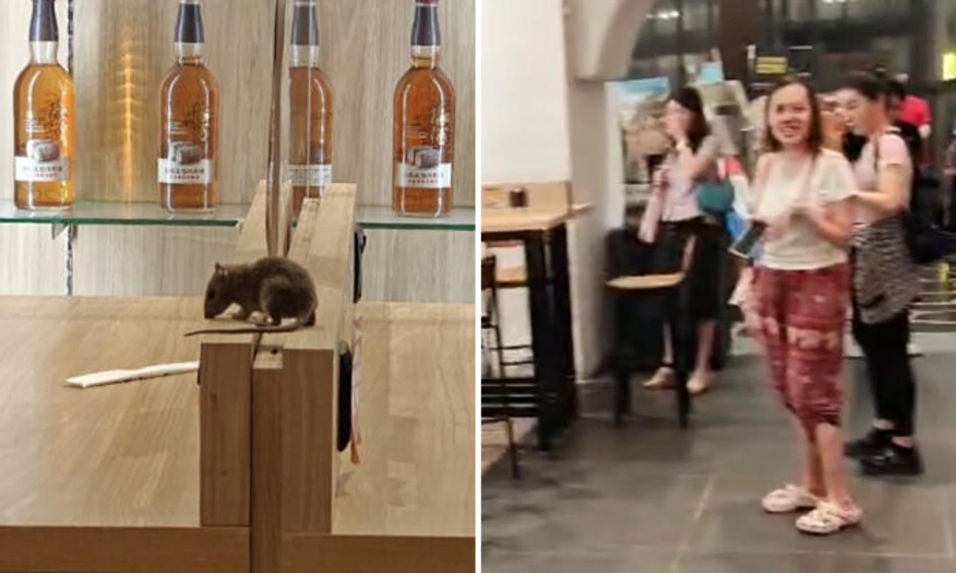 Rat sits on table at Orchard Central Don Don..., Latest News - STOMP
