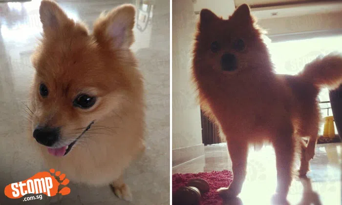 Please help find missing Pomeranian that went missing at Blk 337 Jurong ...
