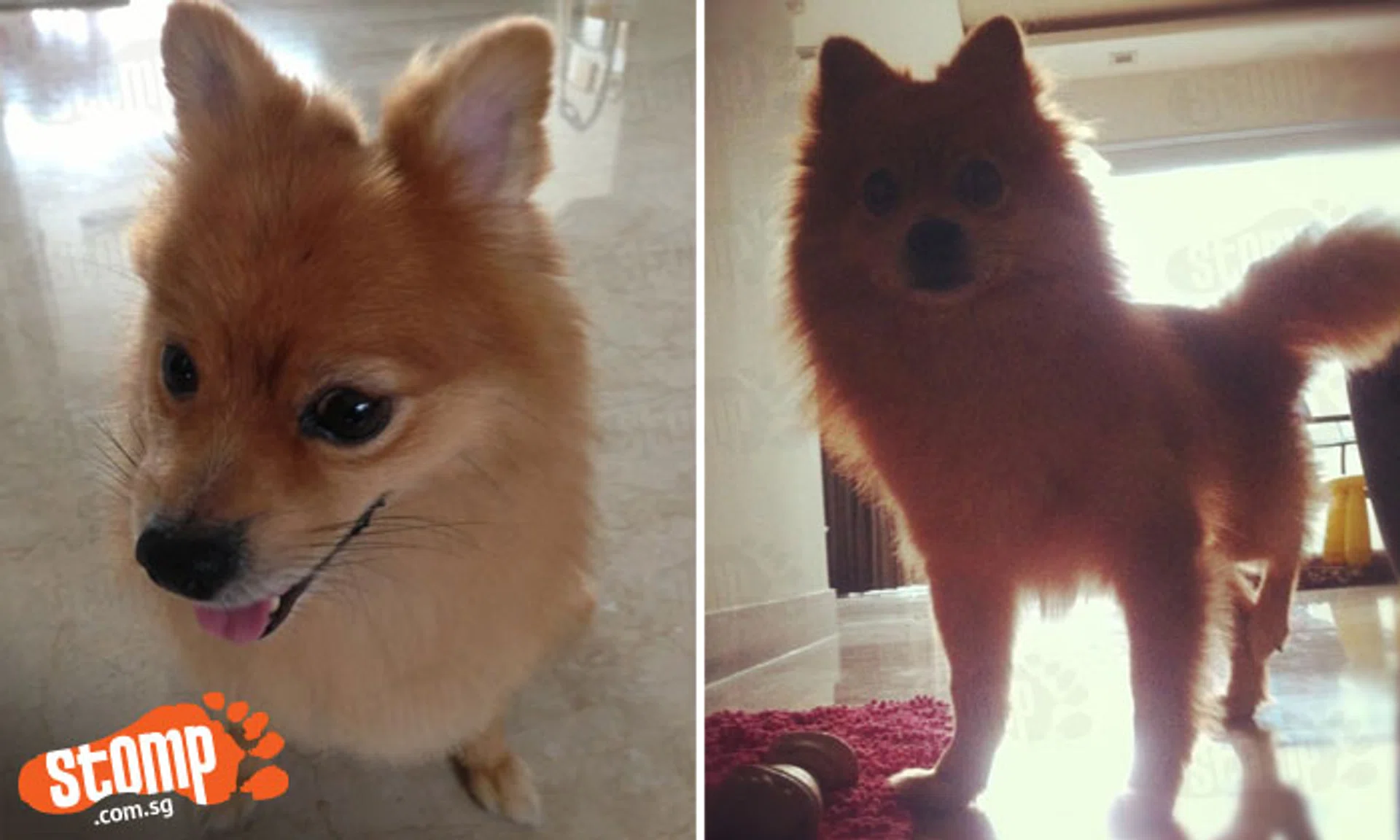 Please help find missing Pomeranian that went missing at Blk 337 Jurong ...