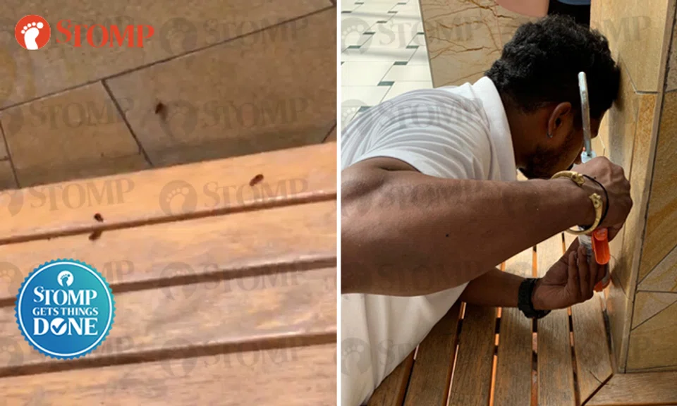 Diners joined by cockroaches at Jurong Point's Kopitiam, pest control ...