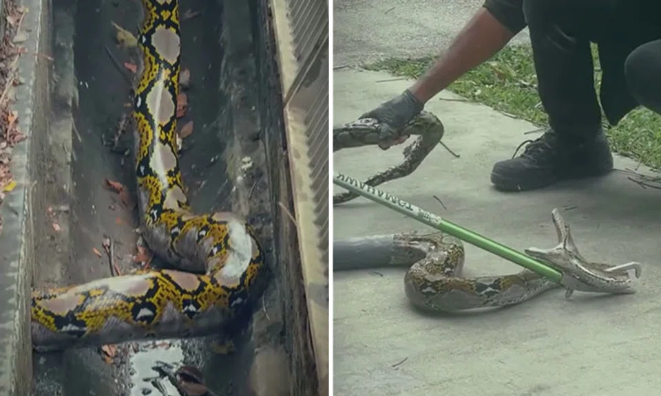 2m-long python stuck in drain pipe at Hong..., Latest News - STOMP