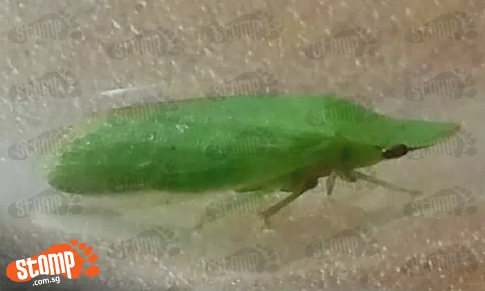 Canberra Link resident finds 'leafy' insect with 'fish-like' eyes at ...