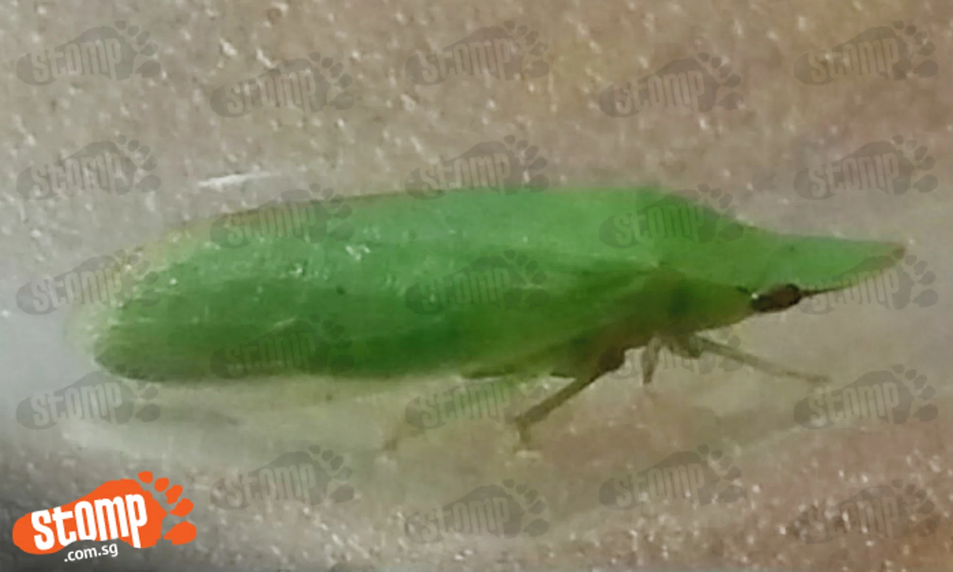 Canberra Link resident finds 'leafy' insect..., Latest News - STOMP