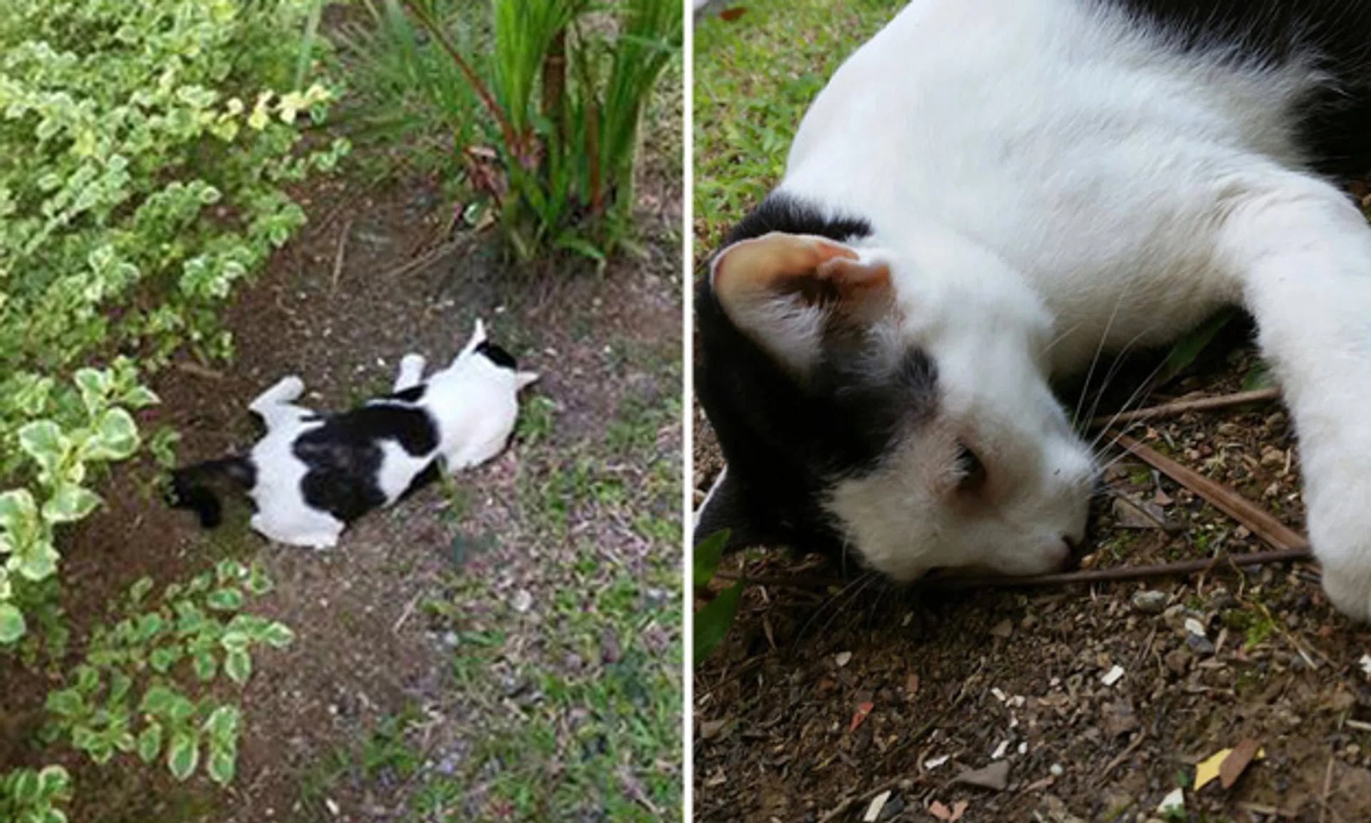 Cat deaths in Yishun continue despite 2 arrests: Join Stomp on the ...
