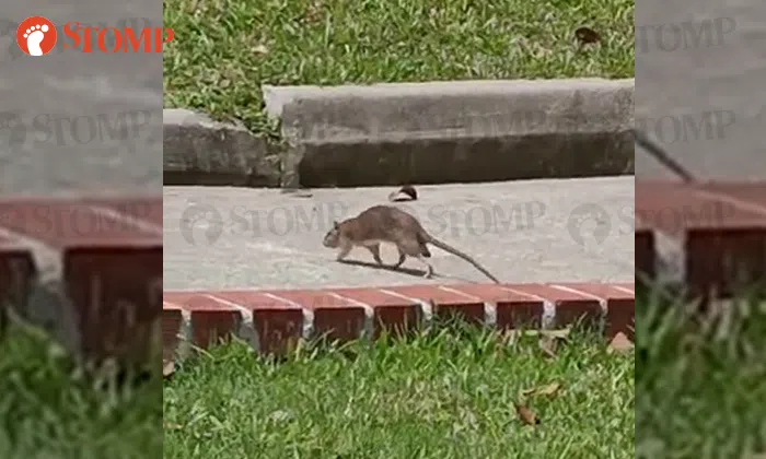 'Rat attack programme in place', says town council in response to ...