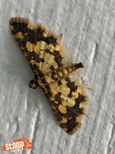 Stomper sights a rare 'Butterfree' at Hougang | STOMP