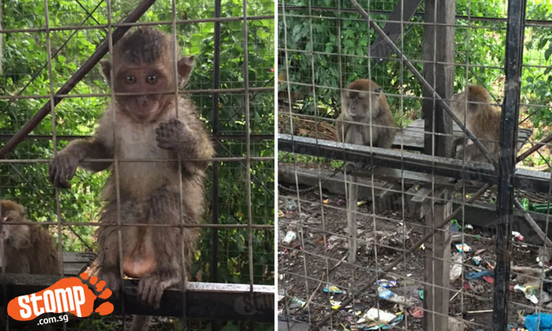 Stomper heartbroken by sight of caged and chained monkeys at cable-ski ...