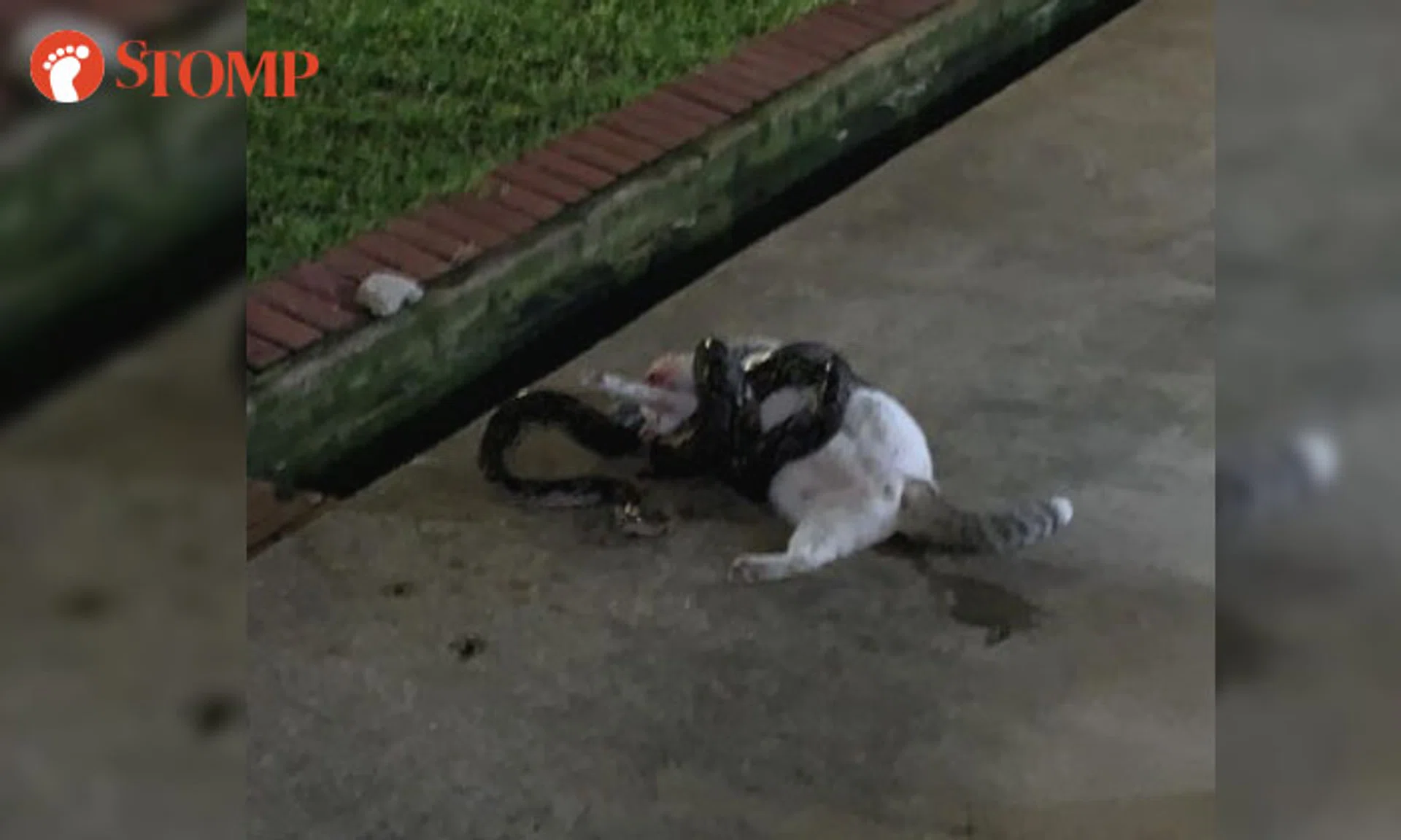 Python coils around cat and squeezes it to..., Latest News - STOMP