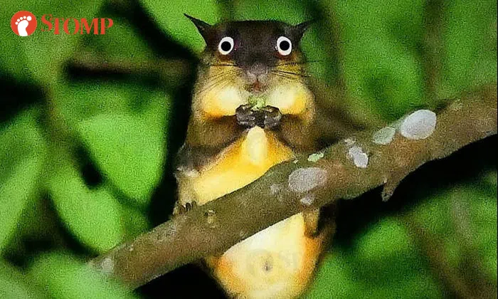 S'pore man meets rare Javanese Flying Squirrel while on paranormal ...