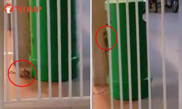 Huge rat scaling rubbish bin at Mei Ling Street is determined to get ...