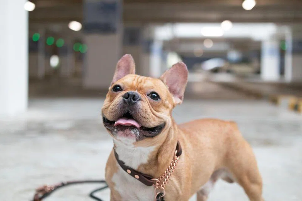 Pet dog dies even after couple spend $60k in vet bills and sell HDB ...