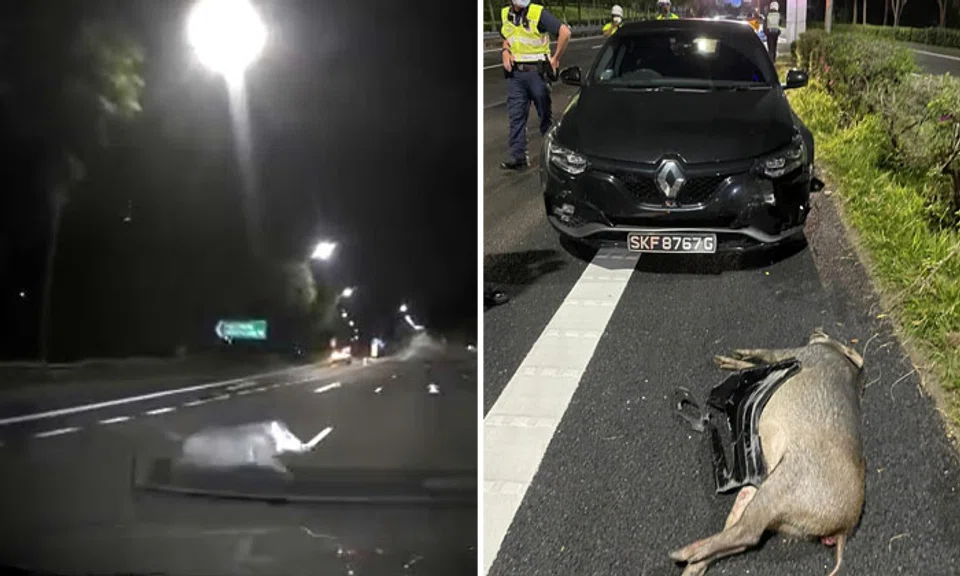 Wild boar sprints across BKE and gets hit by car, NParks investigating ...