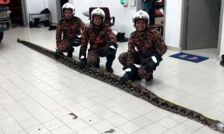 Johor family makes nightmare find in home: A 6.7m-long python | STOMP