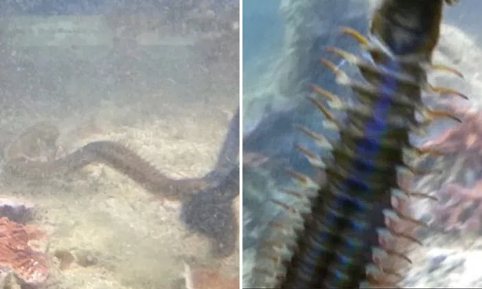 Man finds 1.2-metre long 'monster' lurking in fish tank after leaving ...