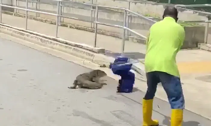 Here's what not to do when you encounter a monitor lizard | STOMP