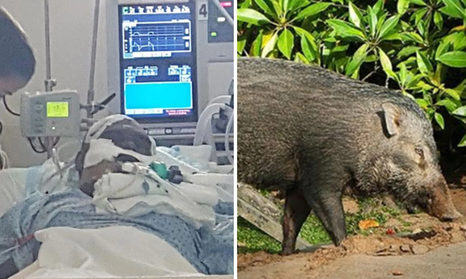 Biker suffers brain damage after hitting wild boar carcass, family sues ...