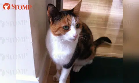 $2,000 reward for finding cat that escaped in Clementi during ...