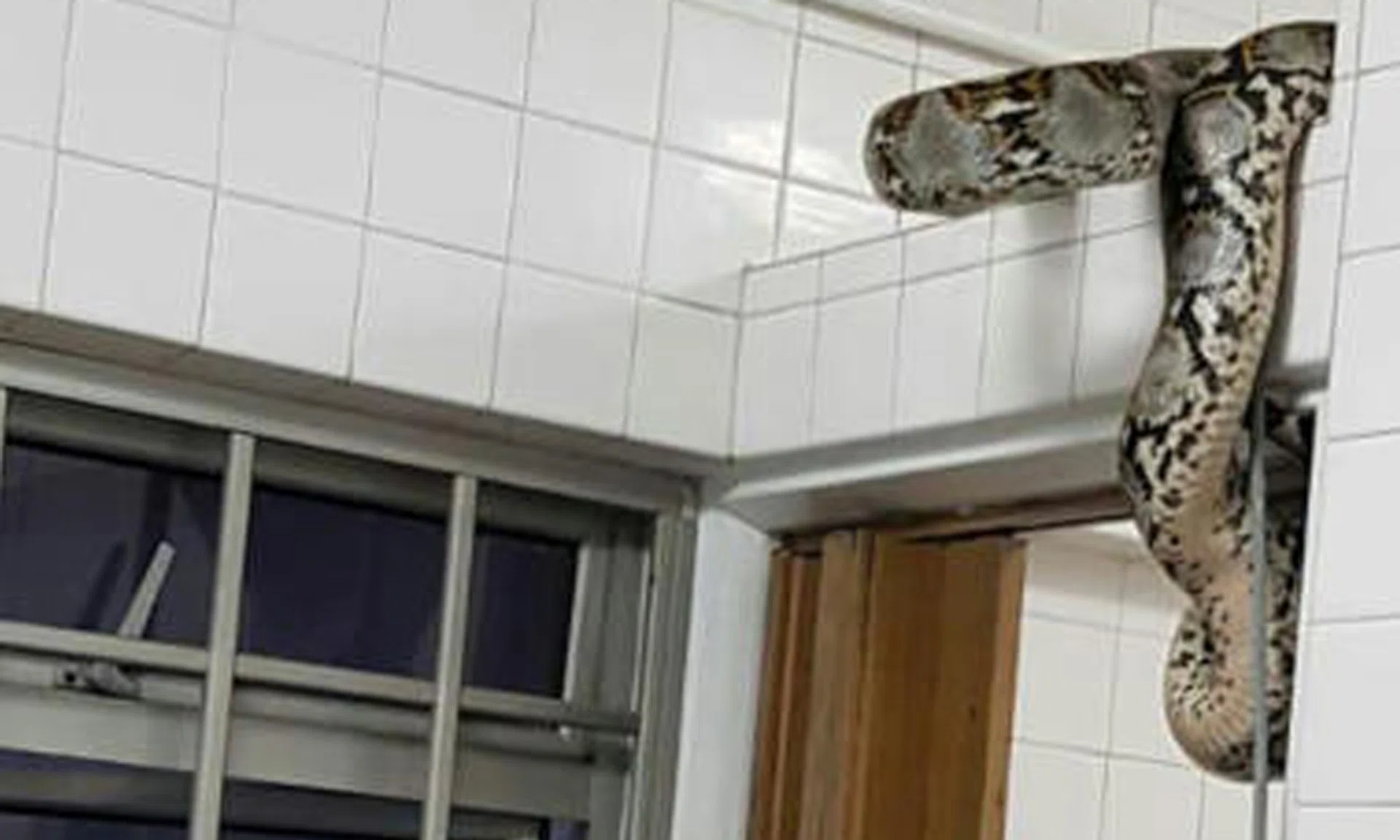 2-hour panic as Eunos family finds 3m-long python in toilet: "We felt really helpless" | STOMP